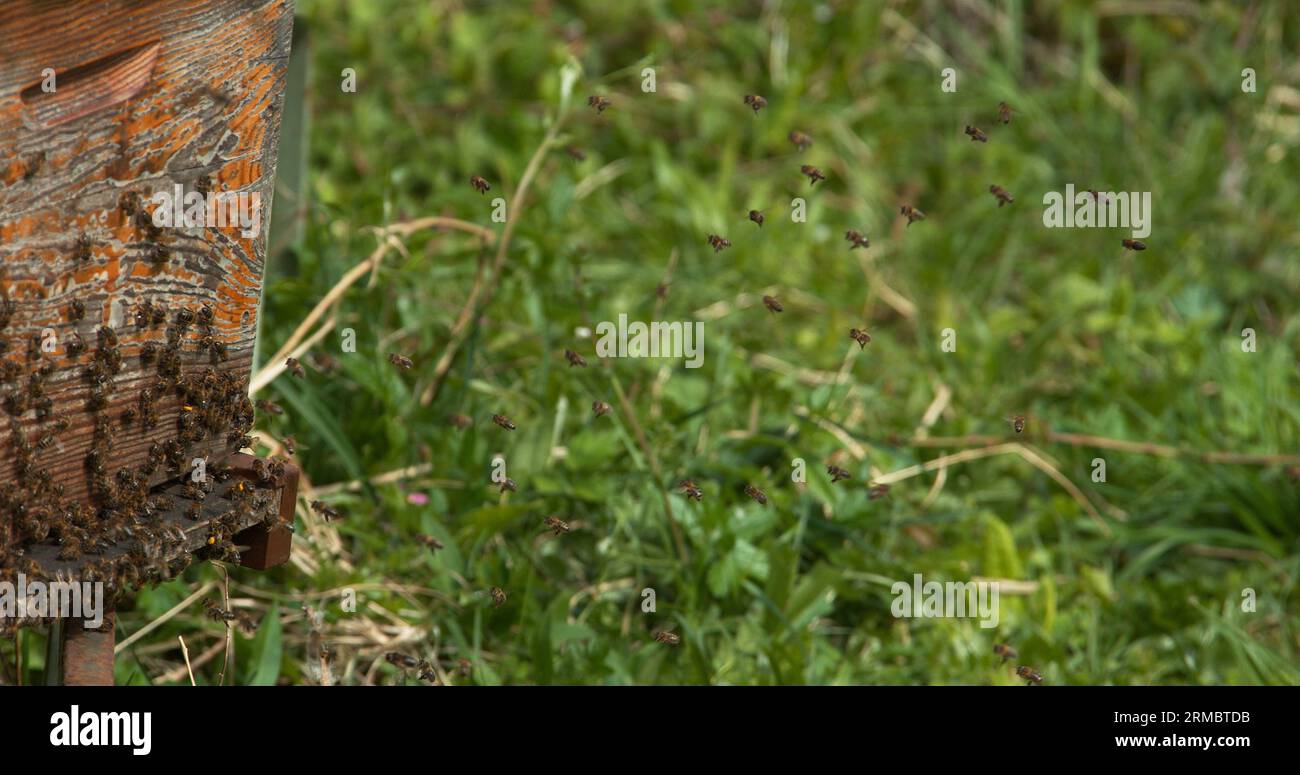 |European Honey Bee, apis mellifera, Black Bees standing at hive ...