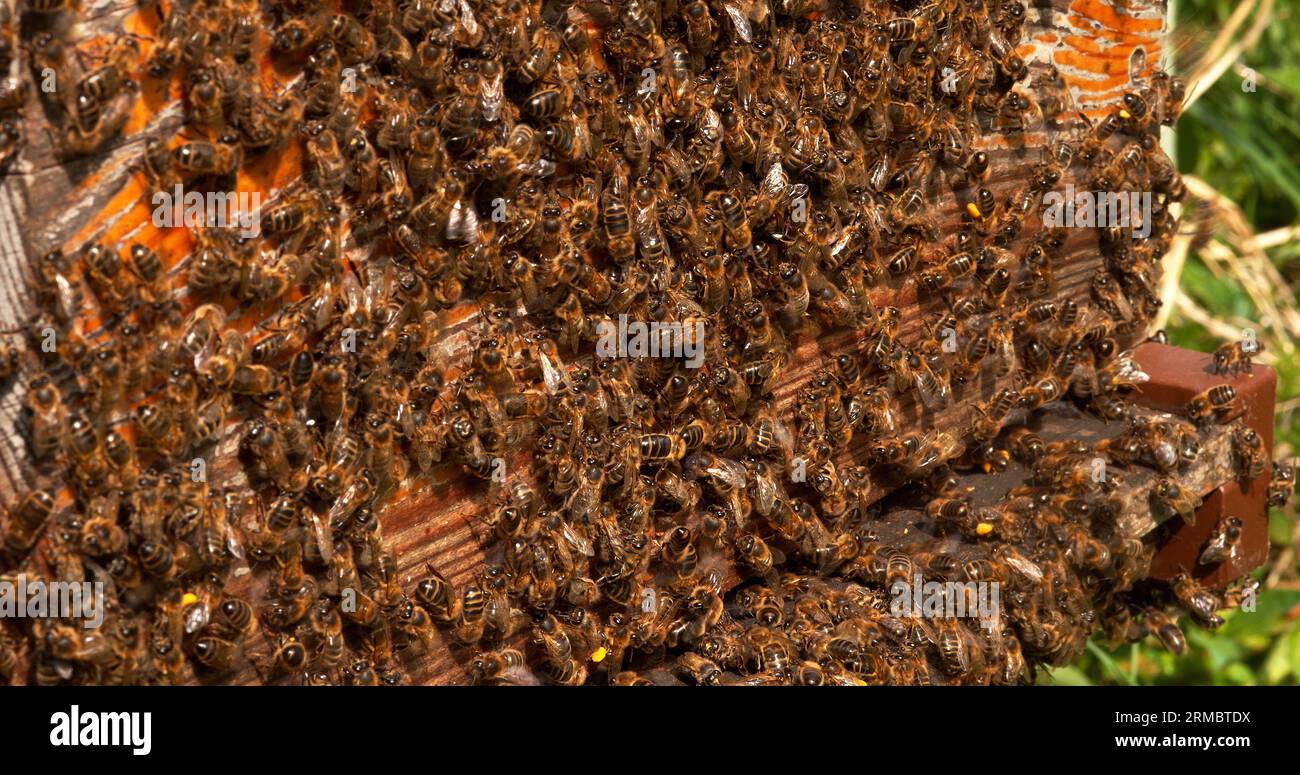 |European Honey Bee, apis mellifera, Black Bees standing at hive ...