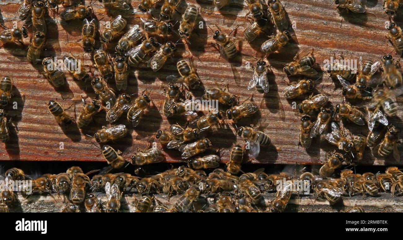 |European Honey Bee, apis mellifera, Black Bees standing at hive ...