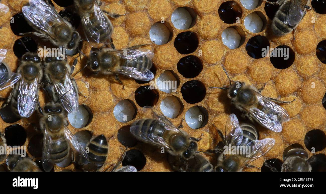 |European Honey Bee, apis mellifera, Bees working on a Brood Frame ...