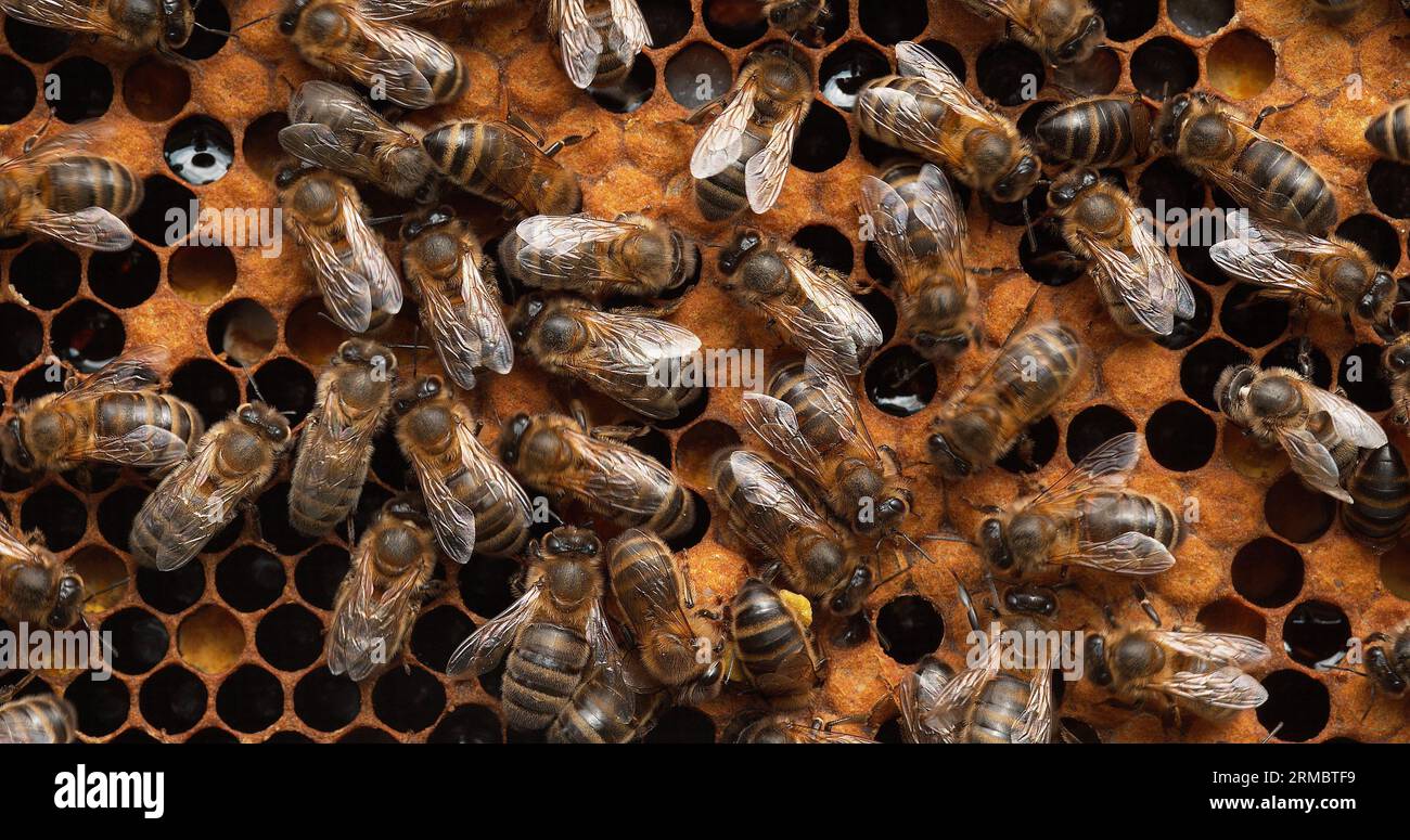 |European Honey Bee, apis mellifera, Black Bees working on Bee Brood ...
