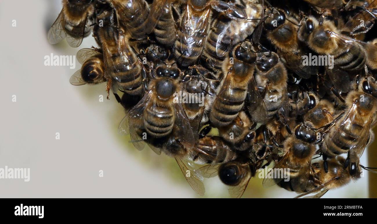 |European Honey Bee, apis mellifera,Black Bees Shaping a Bunch ...