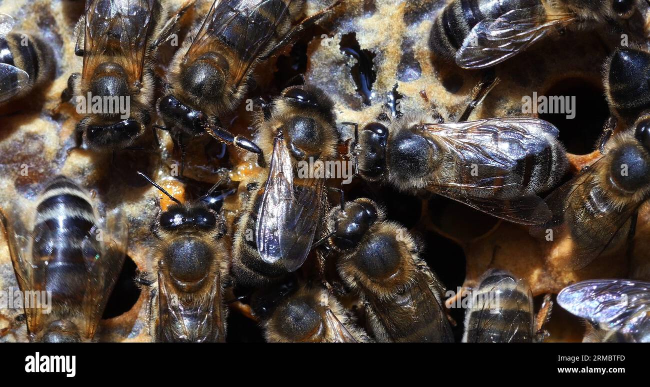 |European Honey Bee, apis mellifera, Black Bees eating Honey, Bee Hive ...