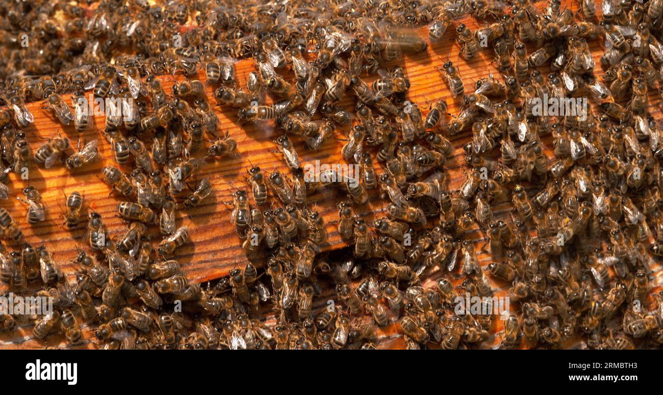 |European Honey Bee, apis mellifera, Black Bees standing at hive ...