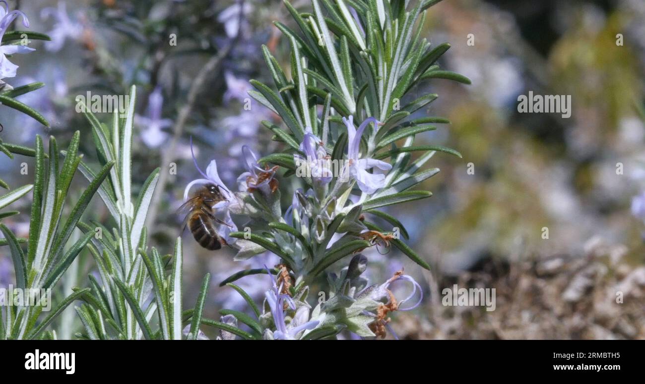 European Honey Bee, apis mellifera, Bee foraging a Rosemary Flower ...