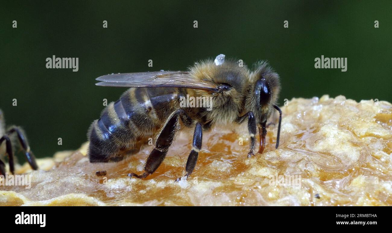 European Honey Bee, apis mellifera, black Bee Licking Honey, Hive in ...