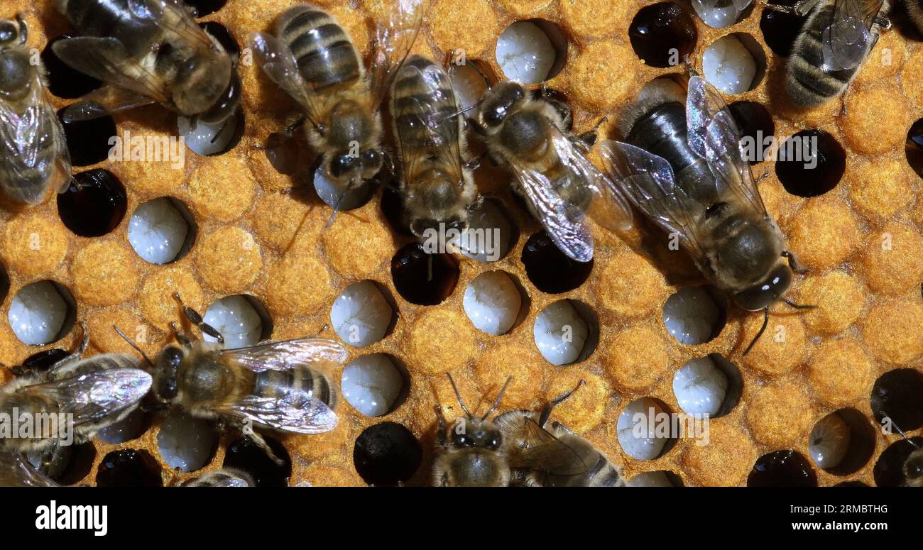 |European Honey Bee, apis mellifera, Bees working on a Brood Frame ...