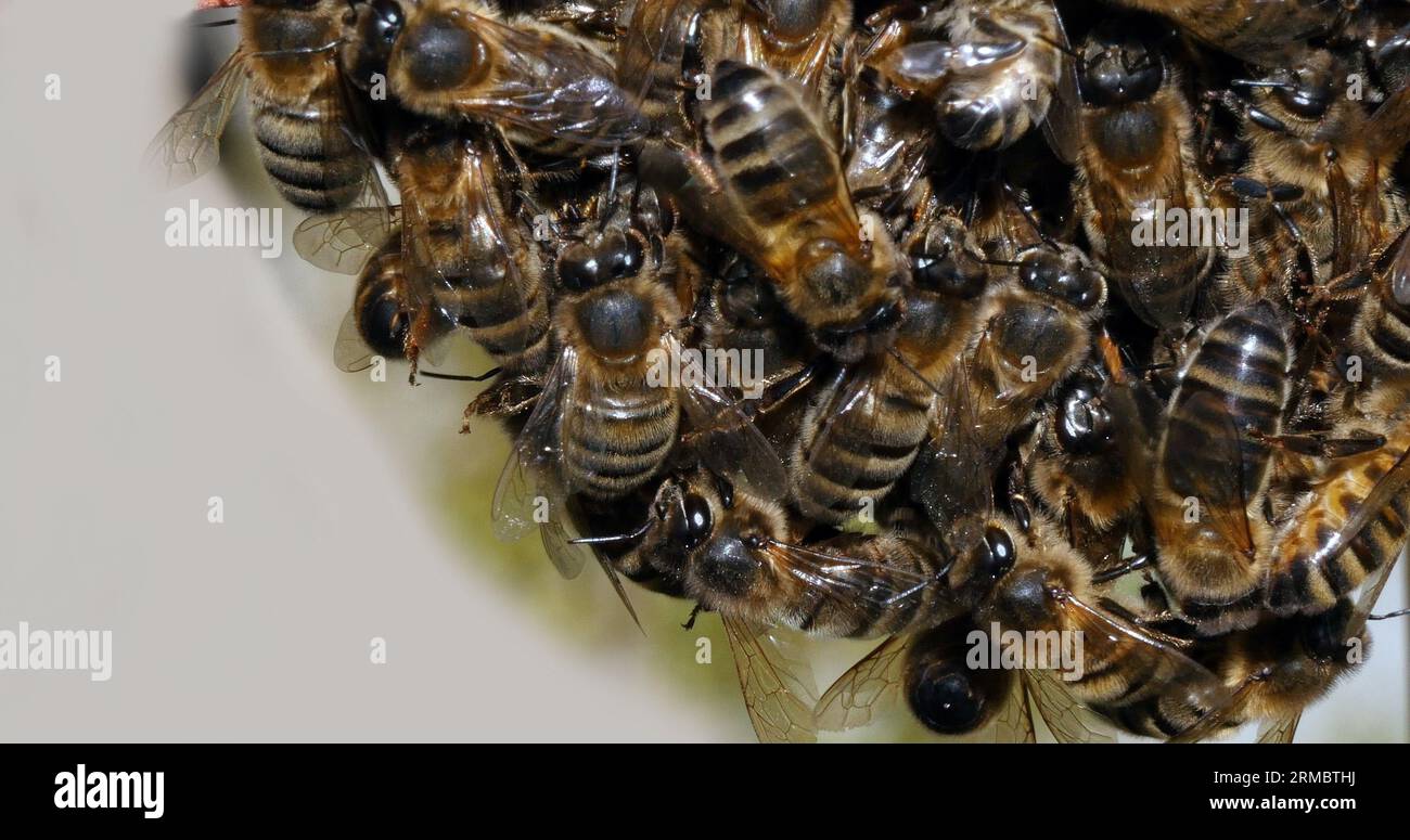|European Honey Bee, apis mellifera,Black Bees Shaping a Bunch ...