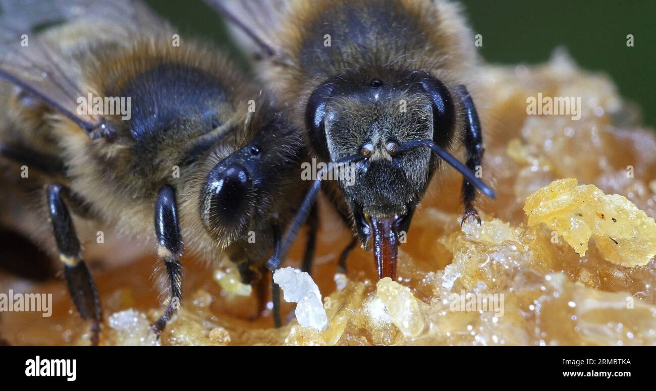 European Honey Bee, apis mellifera, black Bee Licking Honey, Hive in ...