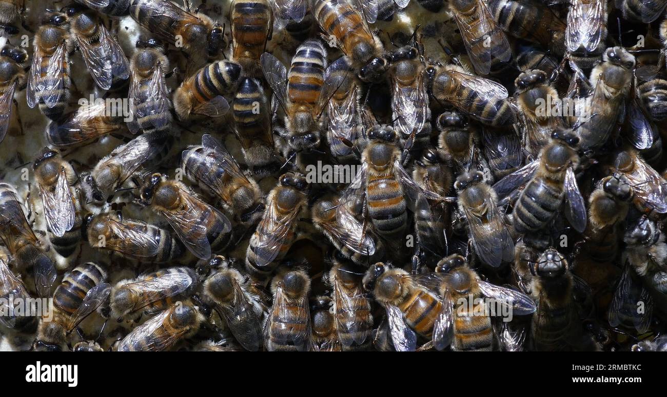 European Honey Bee, apis mellifera, Bees working on alveolus, Normandy ...