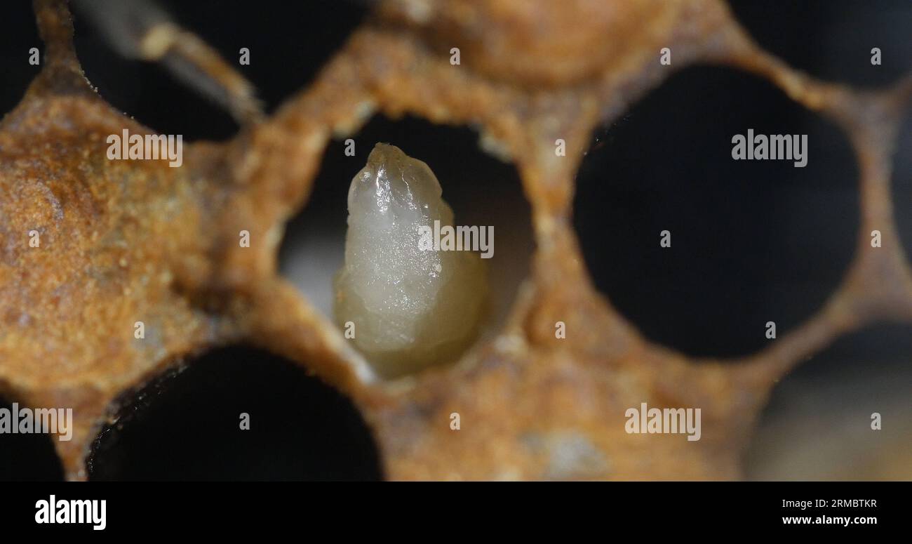 European Honey Bee, apis mellifera, Alveolus with Larvae, Bee Hive in ...