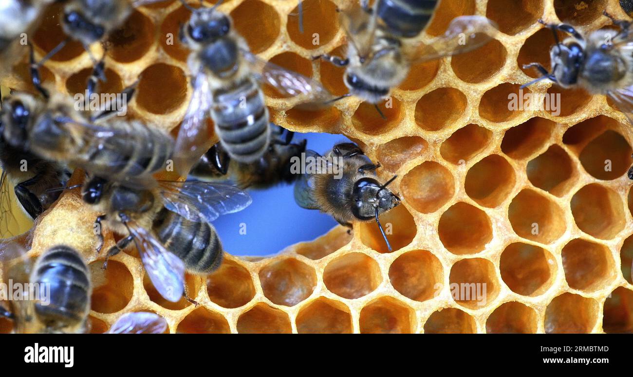European Honey Bee, apis mellifera, Bees on a frame with a hole in ...