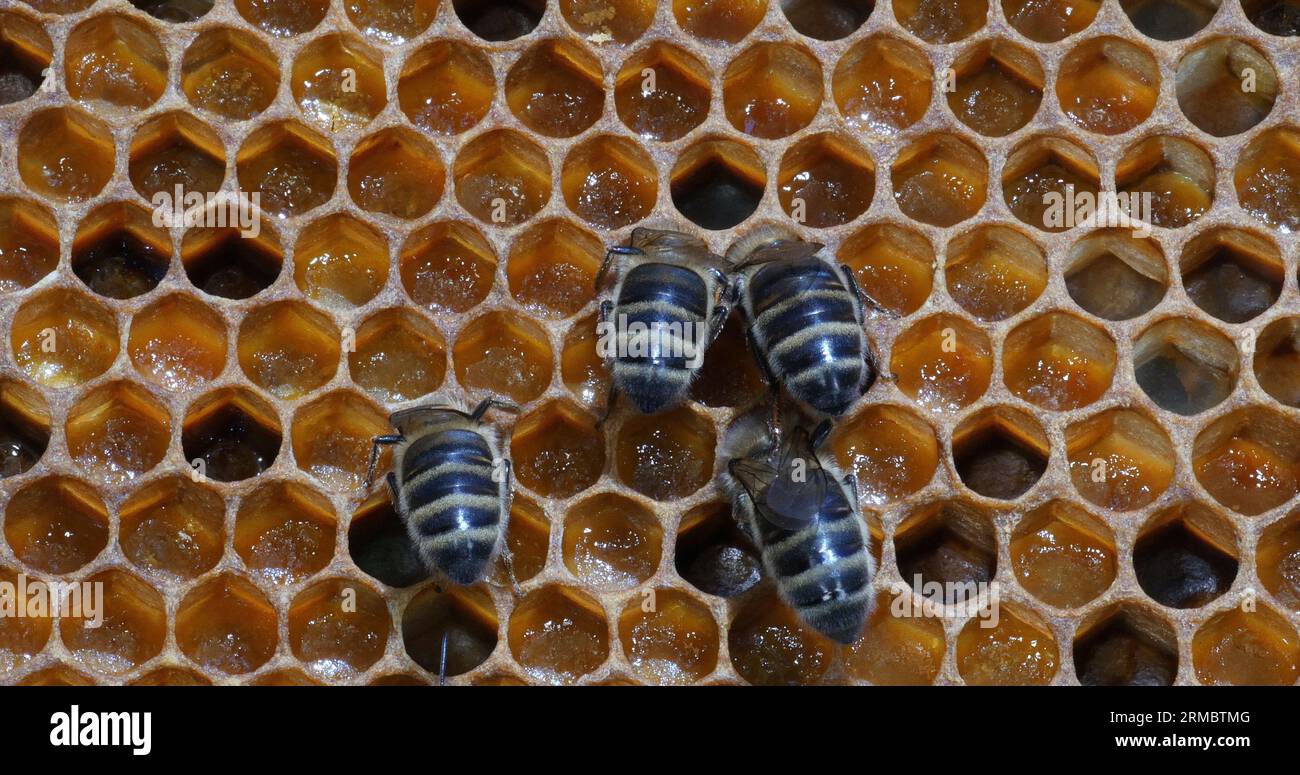 European Honey Bee, apis mellifera, Black Bees on a Pollen Frame,, Bee ...