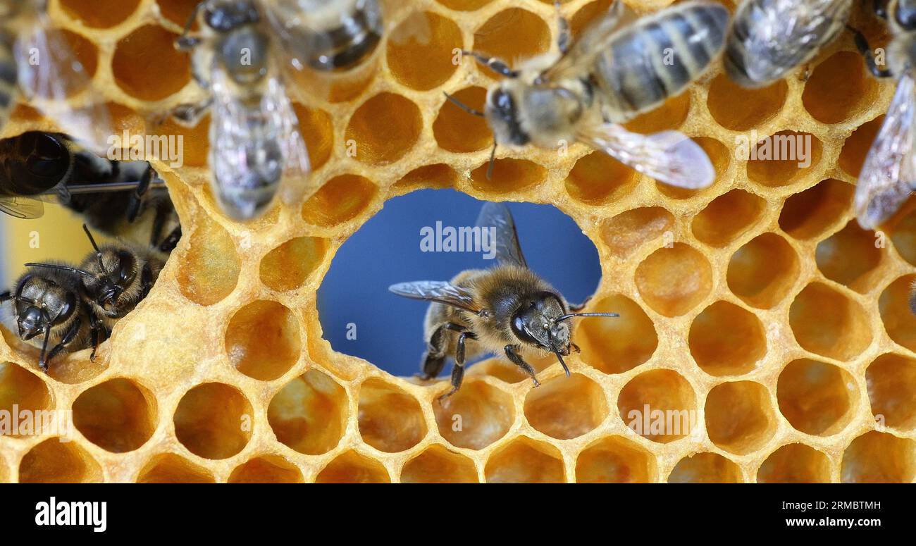 European Honey Bee, apis mellifera, Bees on a frame with a hole in ...