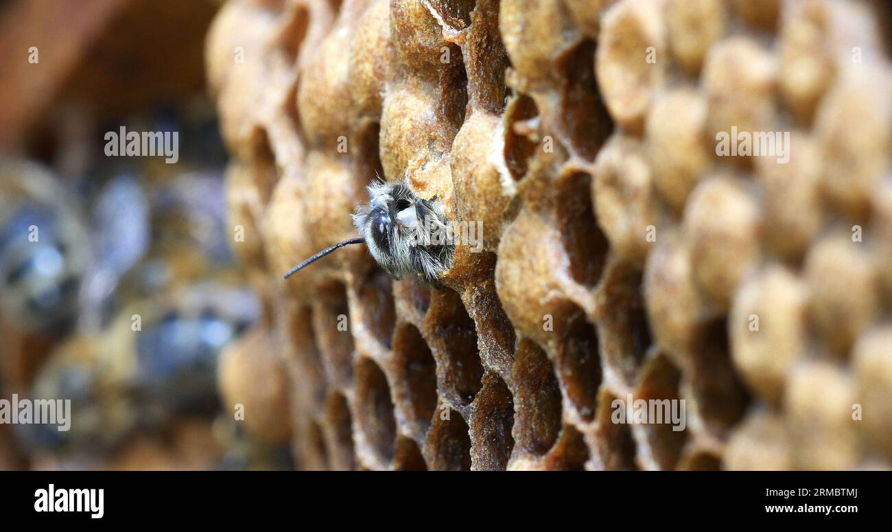 |European Honey Bee, apis mellifera, Emergence of a Bee, Bee Hive in ...