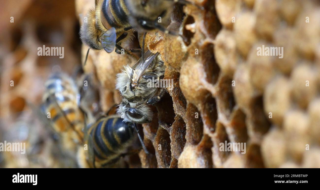 |European Honey Bee, apis mellifera, Emergence of a Bee, Bee Hive in ...