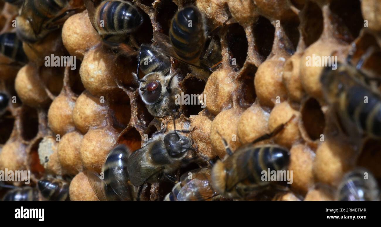 |European Honey Bee, apis mellifera, Emergence of a Male with a Varrao ...
