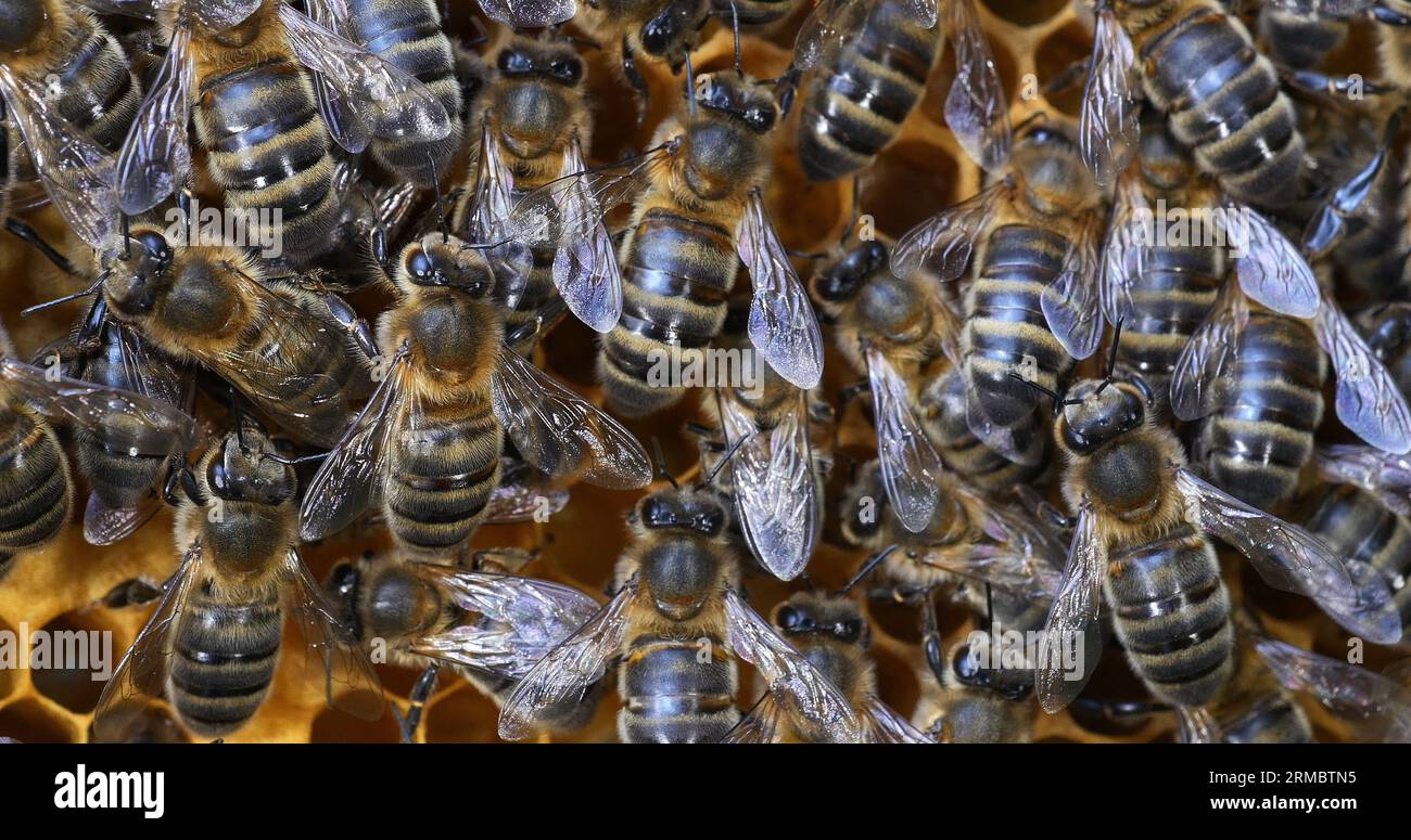 |European Honey Bee, apis mellifera, Black Bees on Brood Ray, Bee Hive ...