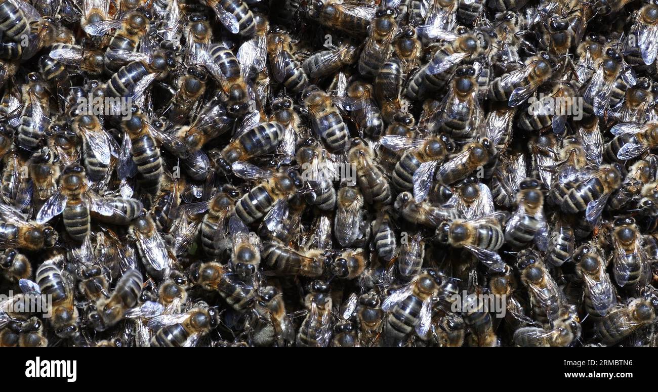 |European Honey Bee, apis mellifera, Black Bees on a Brood Ray, Bee ...