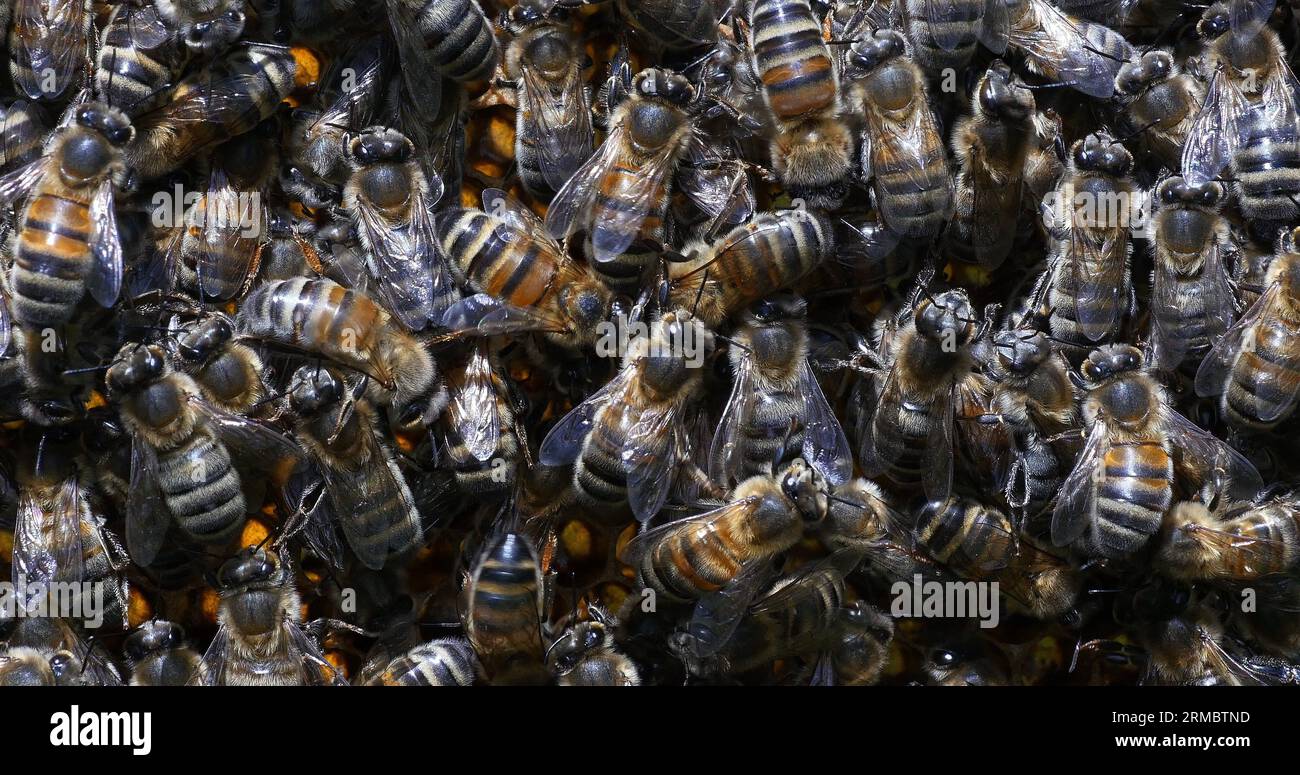 European Honey Bee, apis mellifera, Bees working on alveolus, Normandy ...