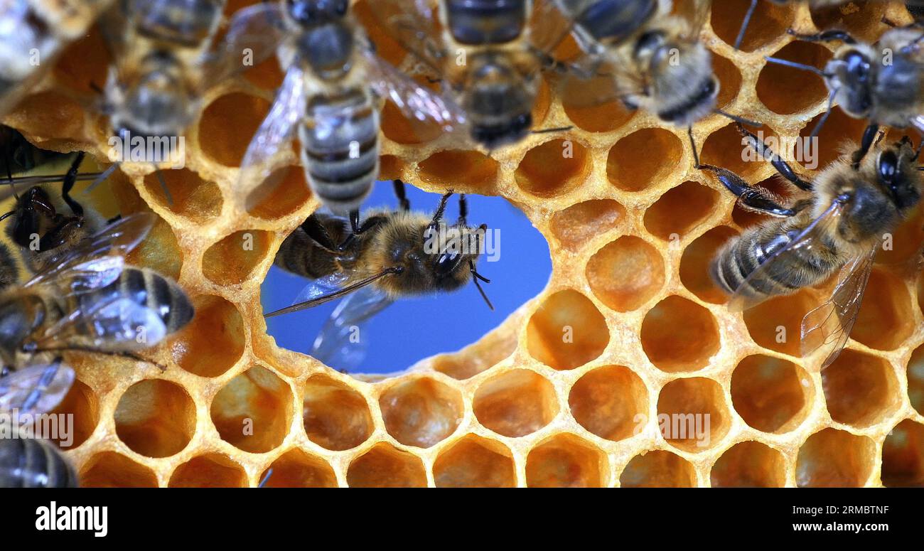 European Honey Bee, apis mellifera, Bees on a frame with a hole in ...