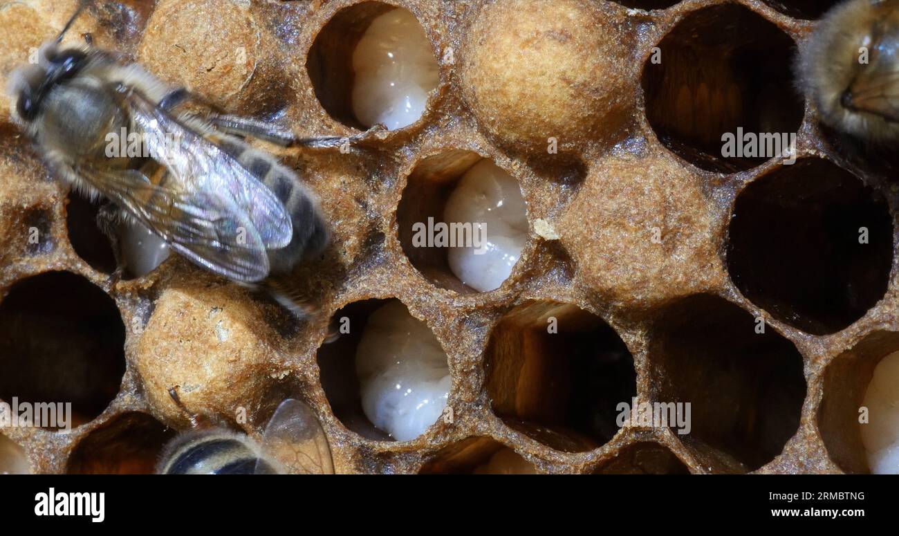 European Honey Bee, apis mellifera, Bees on Males Brood, Bee Hive in ...
