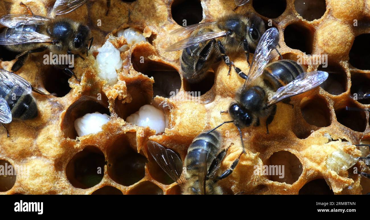 |European Honey Bee, apis mellifera, Alveolus with Larvaes, Bee Hive in ...
