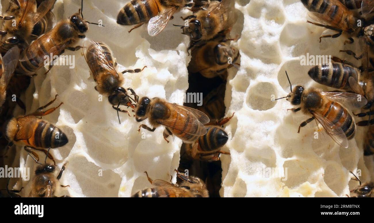 |European Honey Bee, apis mellifera, Bees on a wild Ray, Bees working ...