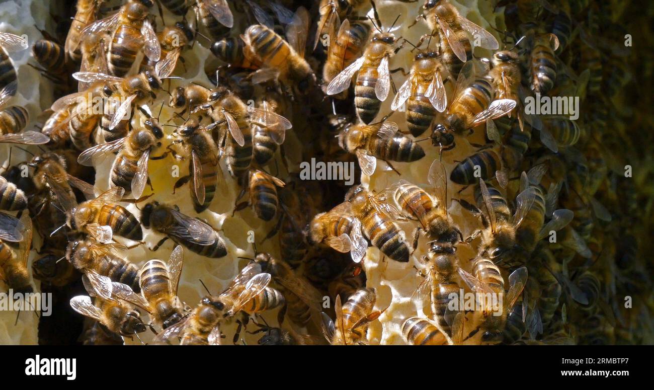 |European Honey Bee, apis mellifera, Bees on a wild Ray, Bees working ...
