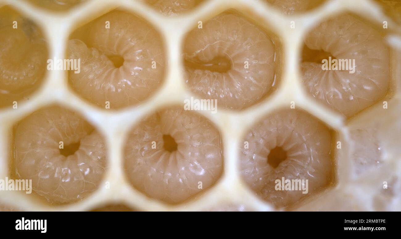 European Honey Bee, apis mellifera, Bee Brood and Alveolus filled with ...