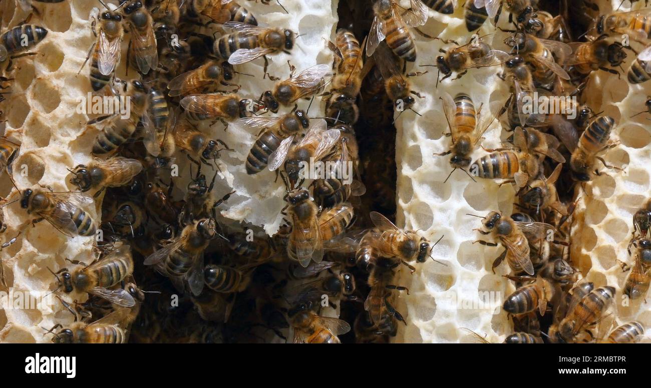 |European Honey Bee, apis mellifera, Bees on a wild Ray, Bees working ...