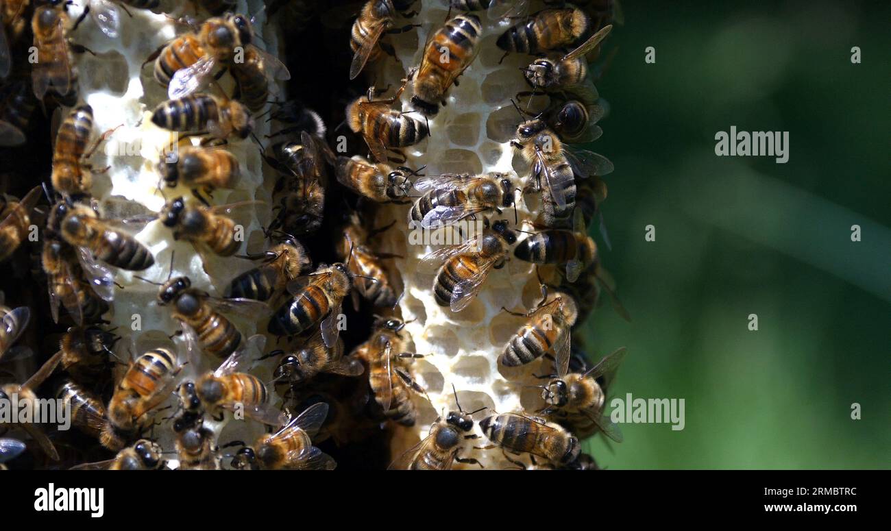 |European Honey Bee, apis mellifera, Bees on a wild Ray, Bees working ...