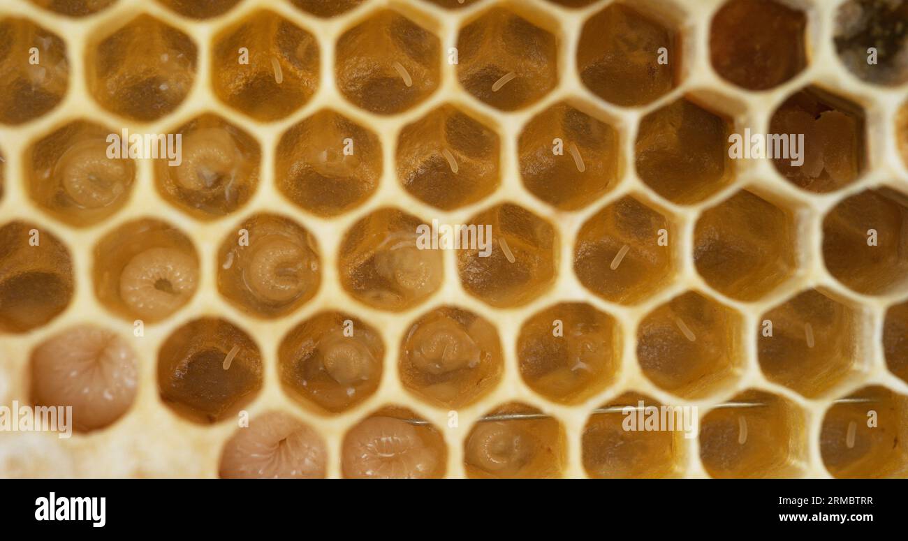 European Honey Bee, apis mellifera, Bee Brood and Alveolus filled with ...