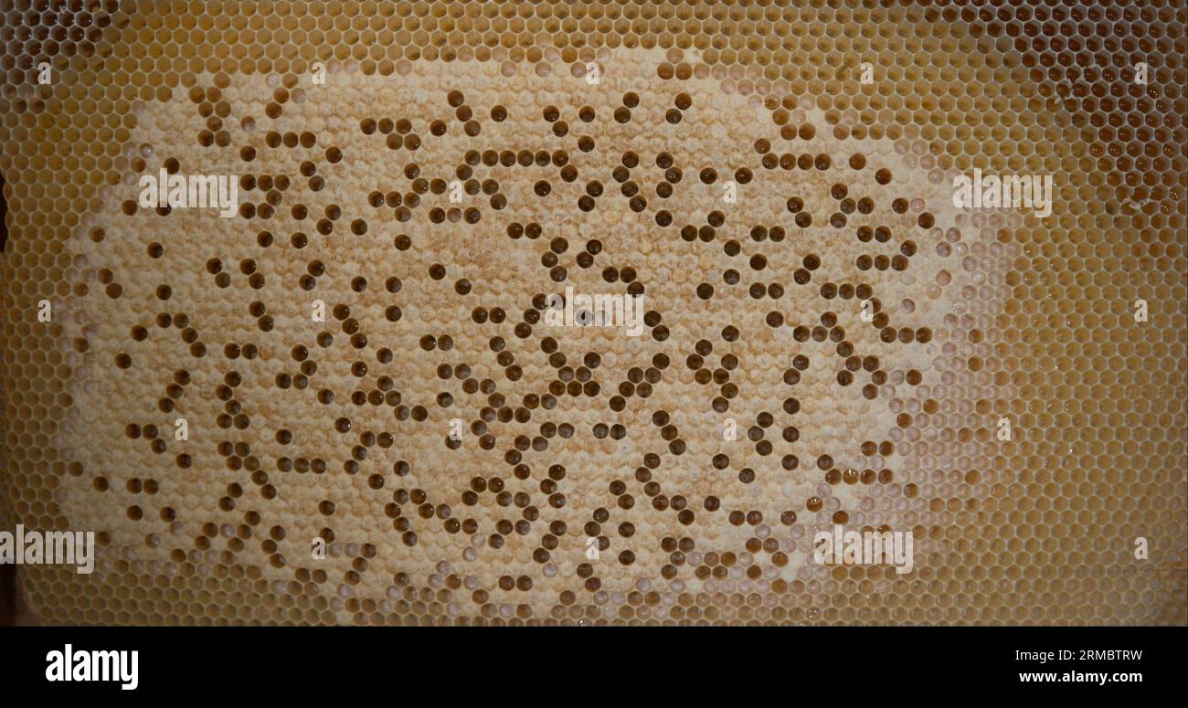 |European Honey Bee, apis mellifera, Bee Brood, Bee Hive in Normandy ...