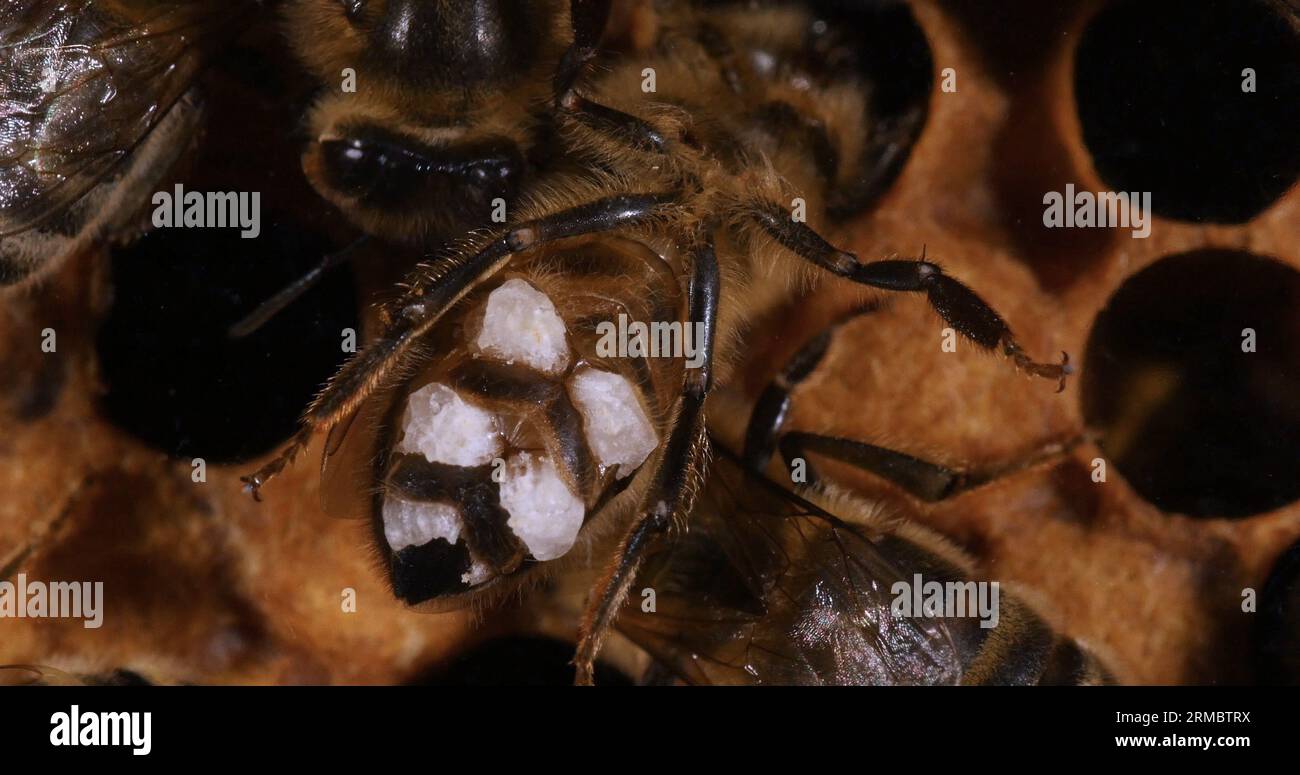 Honeybee wax glands hi-res stock photography and images - Alamy
