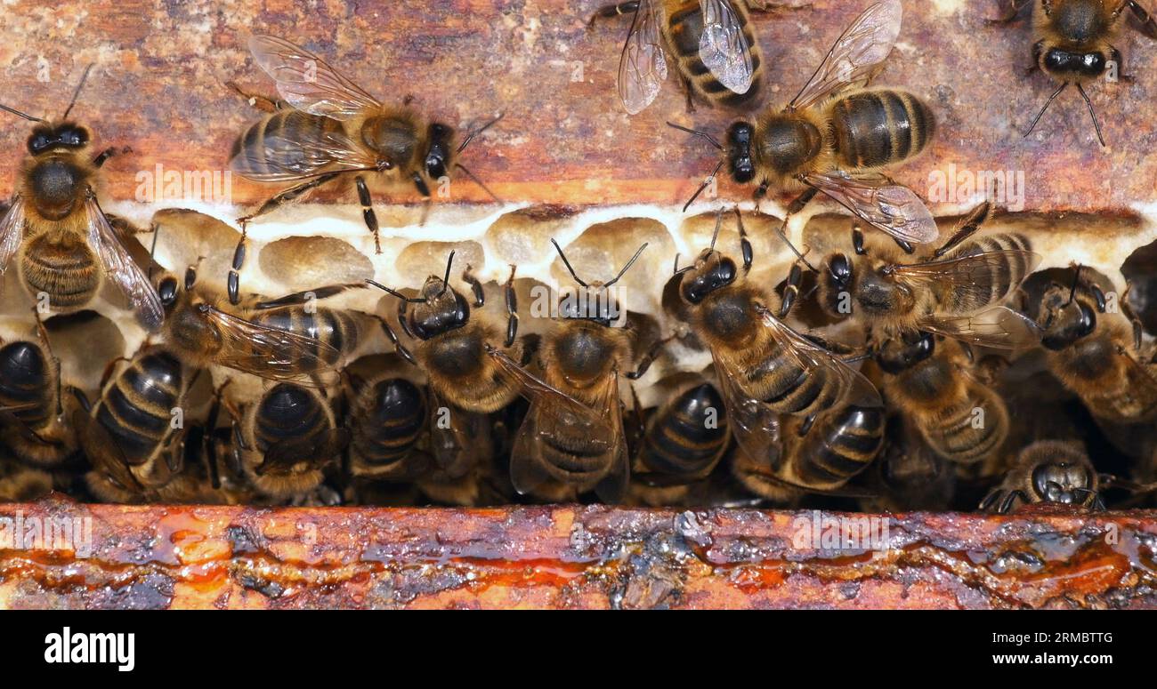 |European Honey Bee, apis mellifera, Bee Space, Bee Hive in Normandy ...