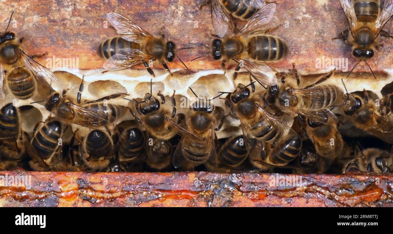 |European Honey Bee, apis mellifera, Bee Space, Bee Hive in Normandy ...