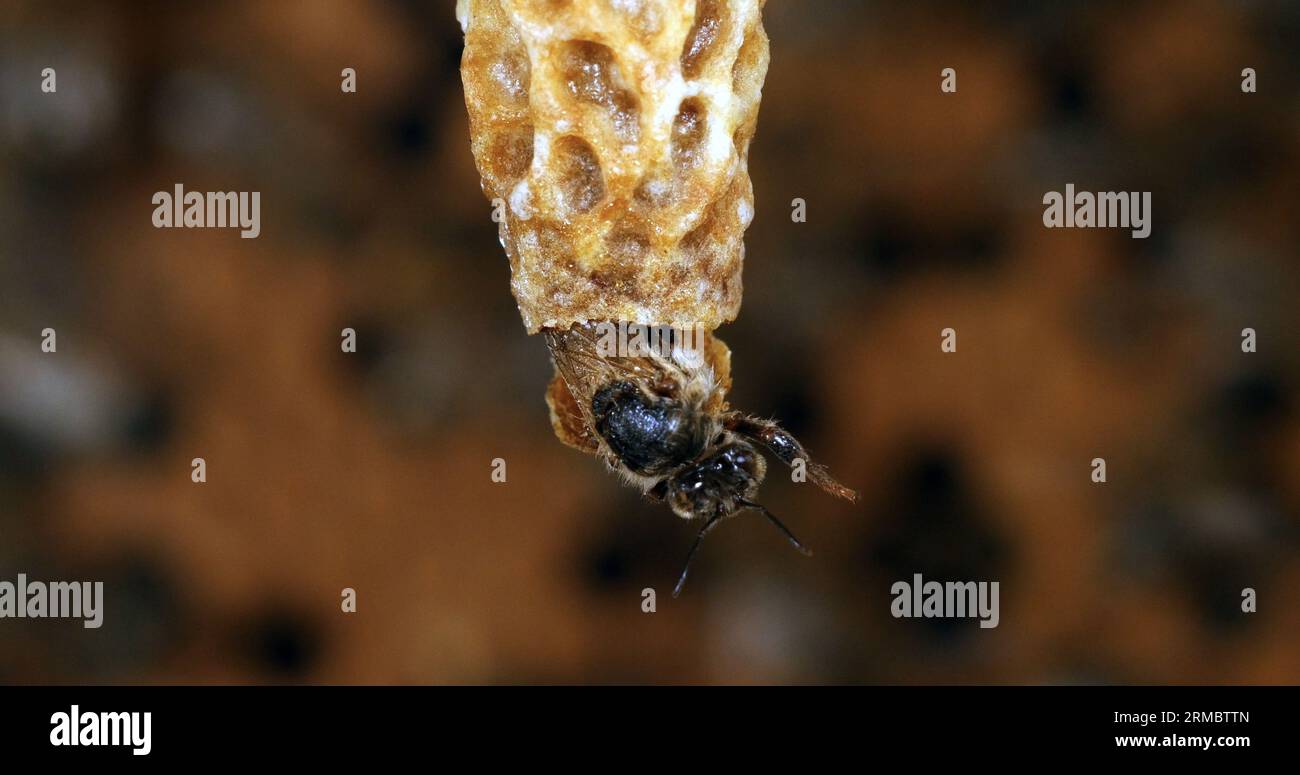 European Honey Bee, apis mellifera, Emergence of a Queen, Bee Hive in ...