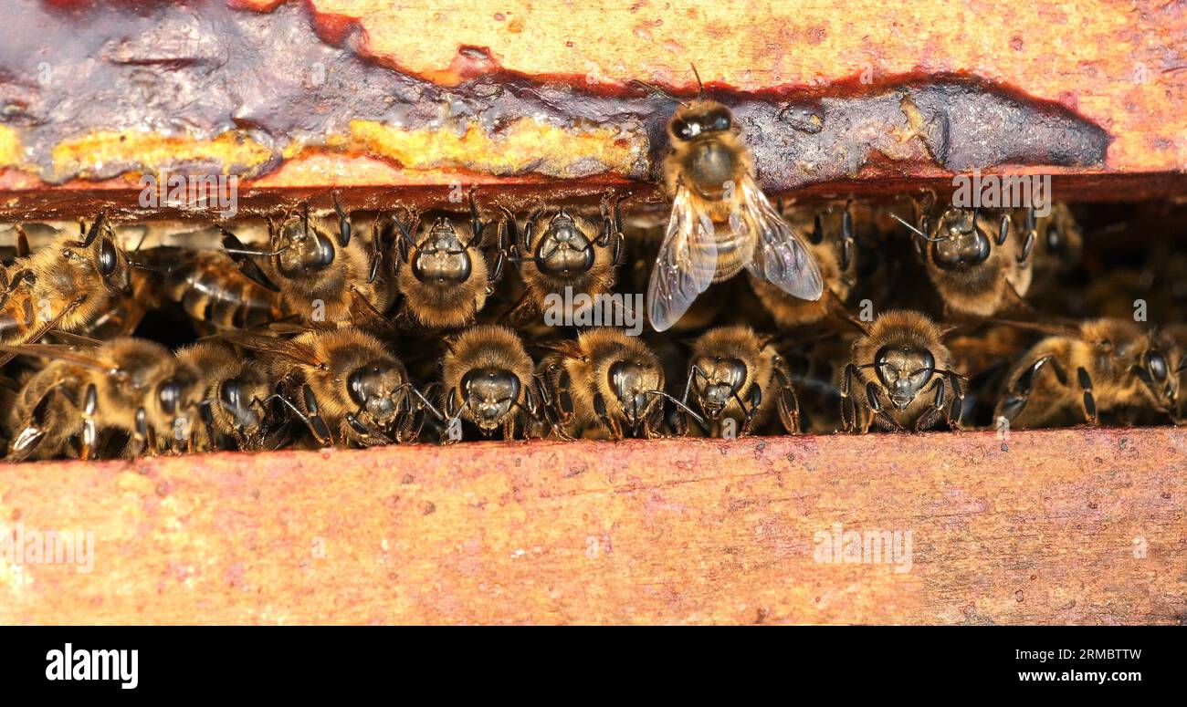 |European Honey Bee, apis mellifera, Bee Space, Bee Hive in Normandy ...