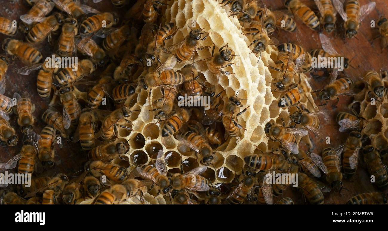 |European Honey Bee, apis mellifera, Bees on a wild Ray, Bees working ...