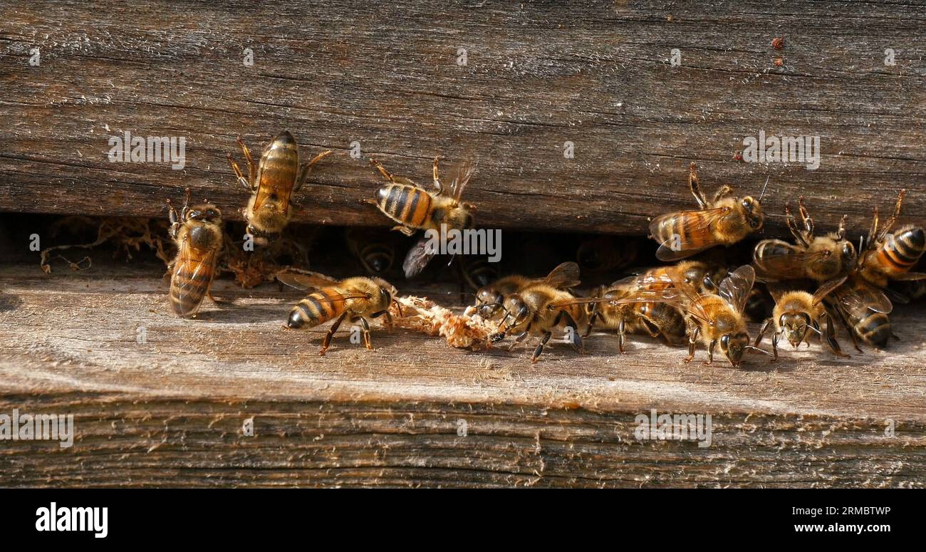 European Honey Bee, apis mellifera, cocoon of false ringworm released ...