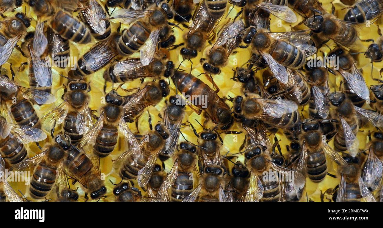 |European Honey Bee, apis mellifera, Bees on a Brood Frame, Queen in ...