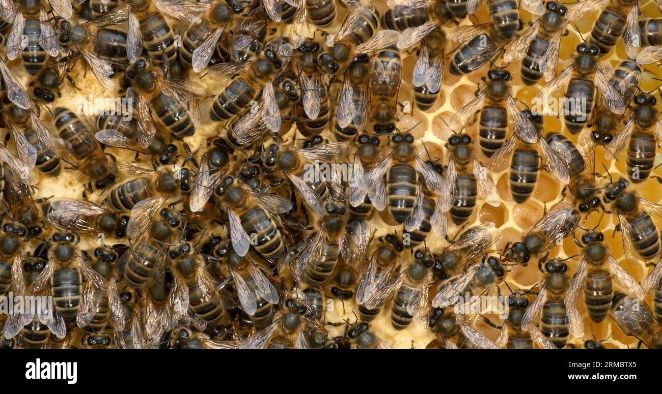 |European Honey Bee, apis mellifera, black bees on a brood frame, Queen ...