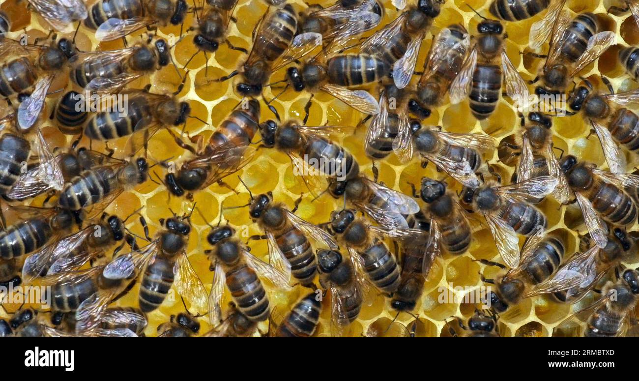 |European Honey Bee, apis mellifera, black bees on a brood frame, Queen ...