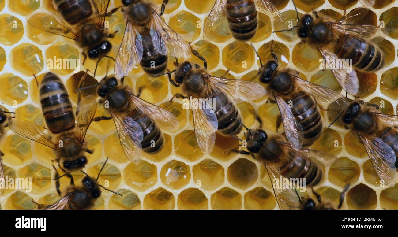 |European Honey Bee, apis mellifera, Bees on a frame with nectar, Bee ...
