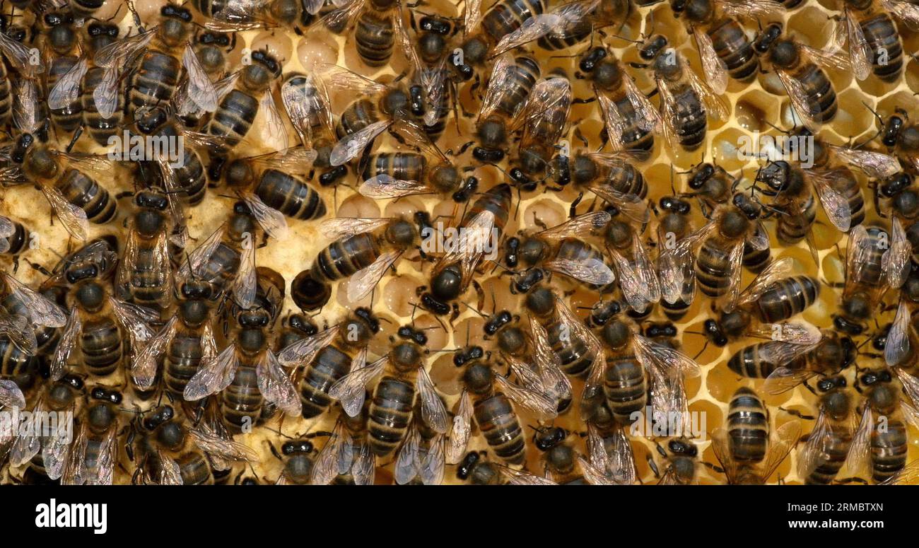 |European Honey Bee, apis mellifera, black bees on a brood frame, Queen ...