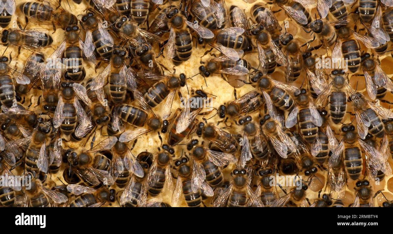 |European Honey Bee, apis mellifera, black bees on a brood frame, Queen ...