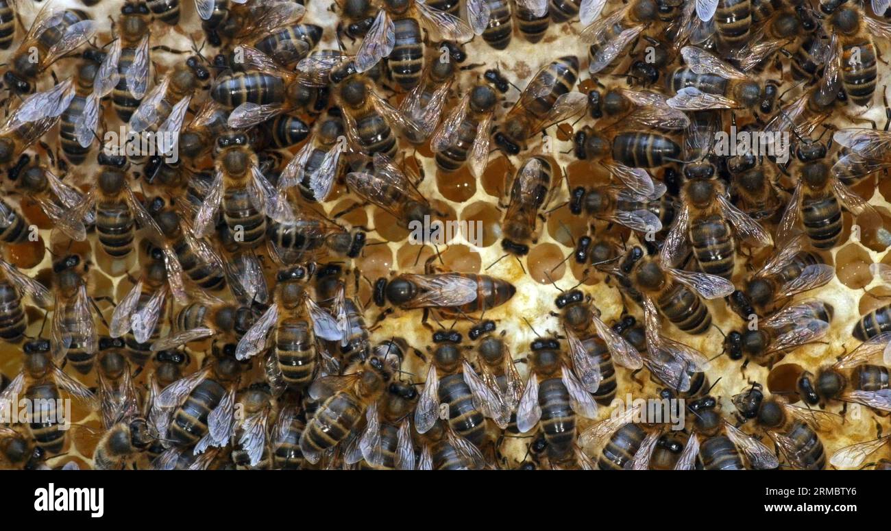 |European Honey Bee, apis mellifera, black bees on a brood frame, Queen ...