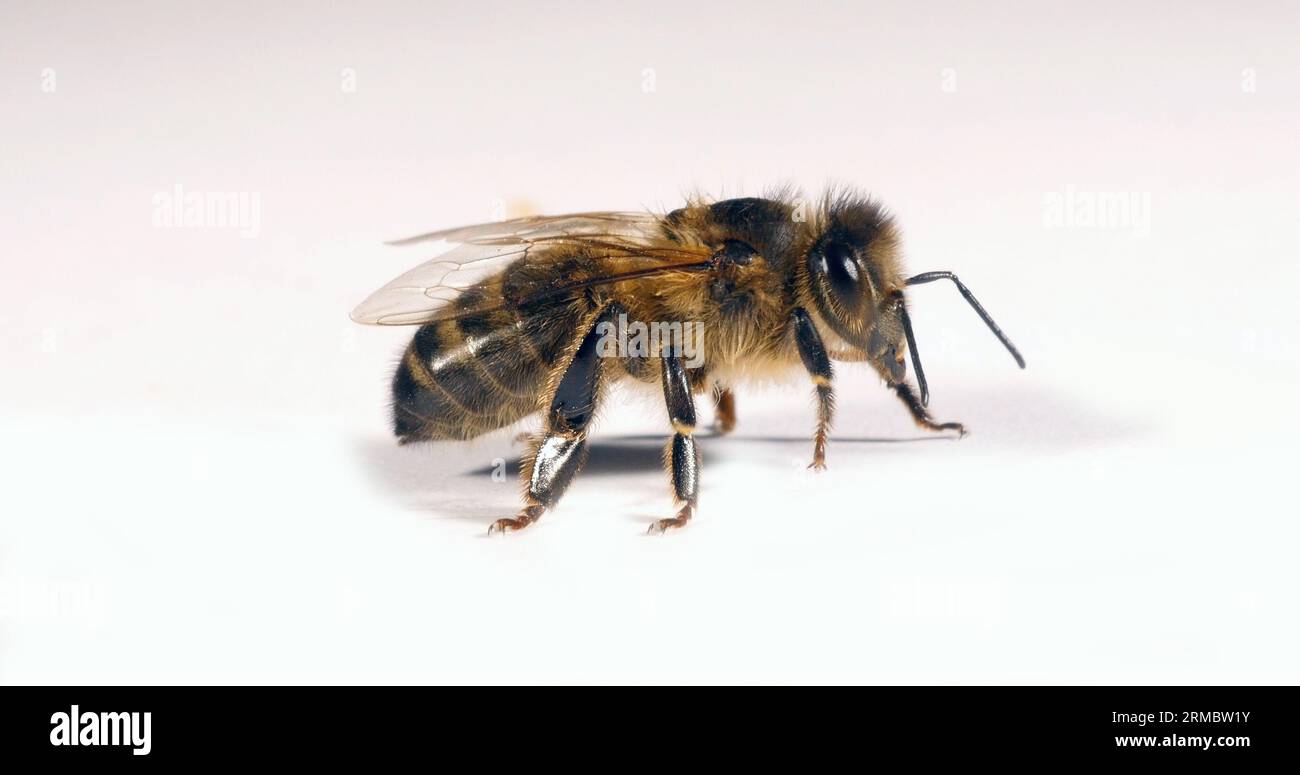 European Honey Bee, apis mellifera, Black Bee against White Background ...