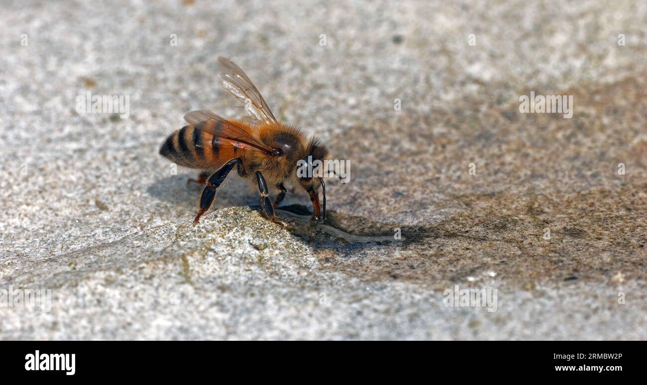 European Honey Bee, apis mellifera, Bee drinking Water on a Stone ...